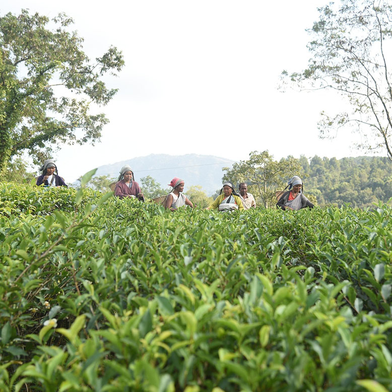 Galle Things to do | Experiences in and Around Ona Garden Villa